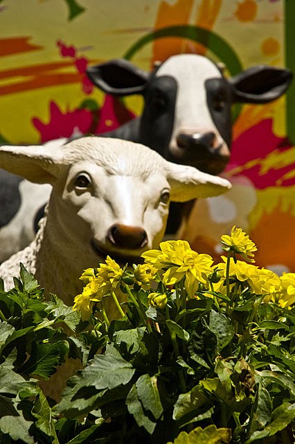 Las Fotos Mas Alucinantes: Rumiar en compañía es mejor