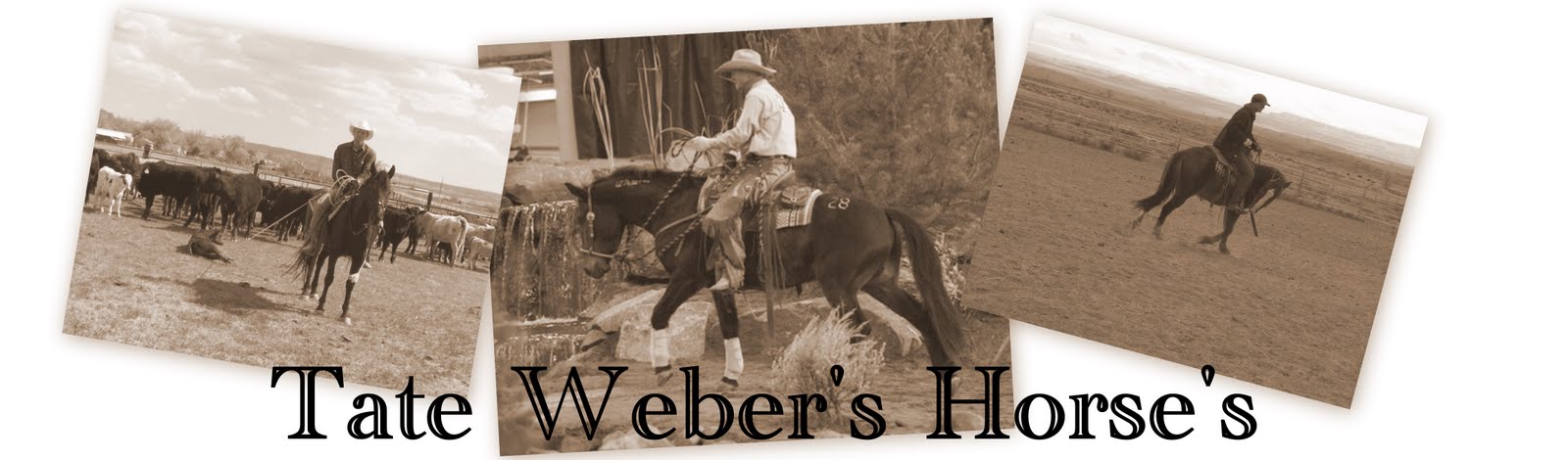 Tate Weber's Horses: Horse Training