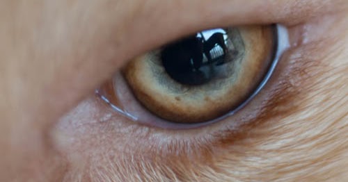 Eye Dull Musings: Random Eye Dull Photo: Eye-closeup