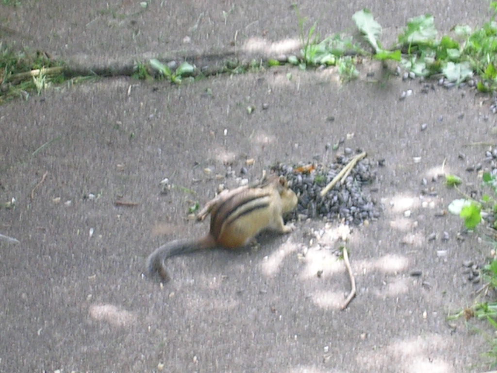 So... what else?: Chipmunk Fun