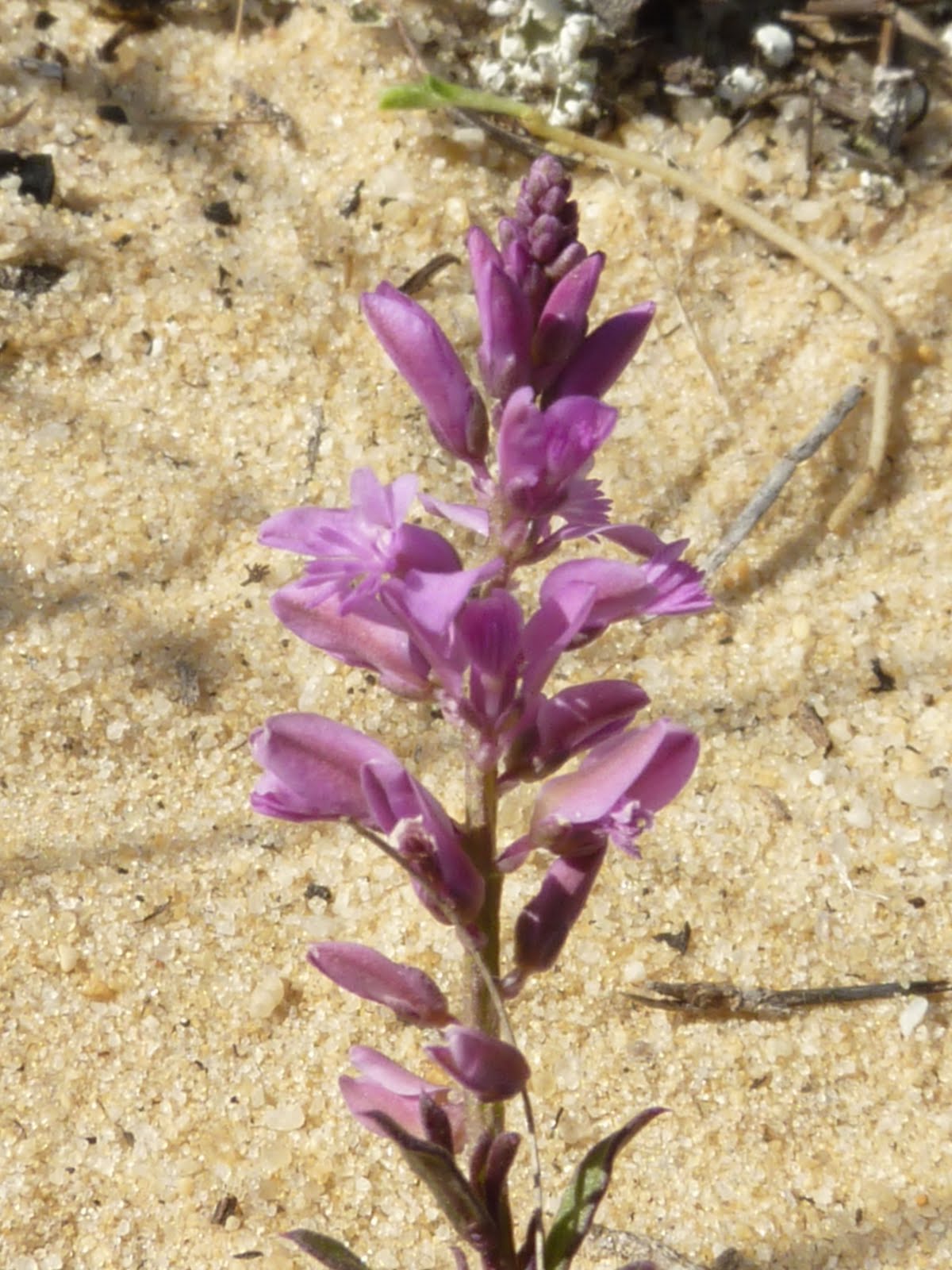 Buford Nature's Adventures: Hughes Island