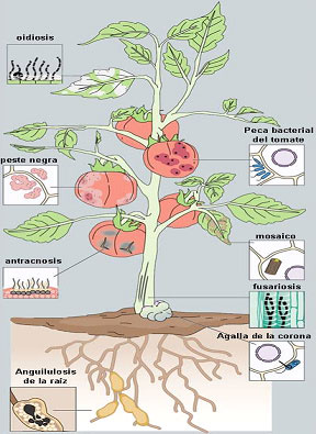 FITOPATOLOGIA 1