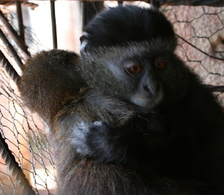 Lwiro Primates: In memory of Hombo