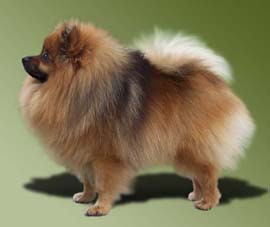 Os melhores amigos do homem!: Spitz Alemão