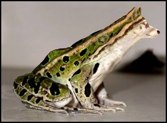 PICS DOT COM: Odd Creatures