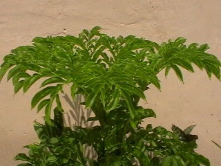 Pohon Suweg - SDN Sendangsari Pajangan