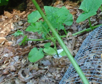 Tiptoe in Pawling: Recycled Yogurt Cups Hold & Protect Seedlings
