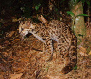 biodiversidad en la sierra
