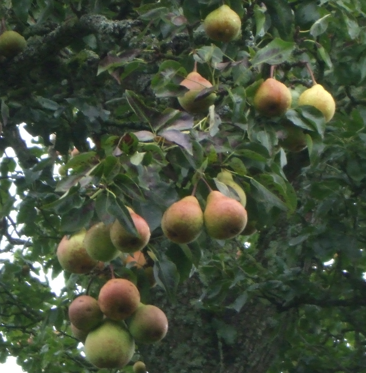Brew Wales: First perry making of the year