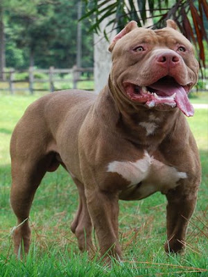 MINHA DOCE FERA PIT BULL: 21 de mai. de 2008