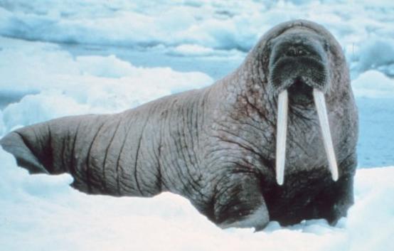 Walrus