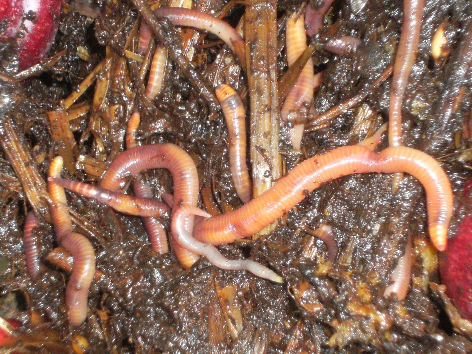 a-sustainable-journey-worm-farms
