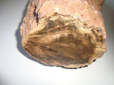 ZAMRUD TECHNOLOGY: (3) Bongkah Fossil Kayu Jadi Batu (Zimbabwe, Afrika ...