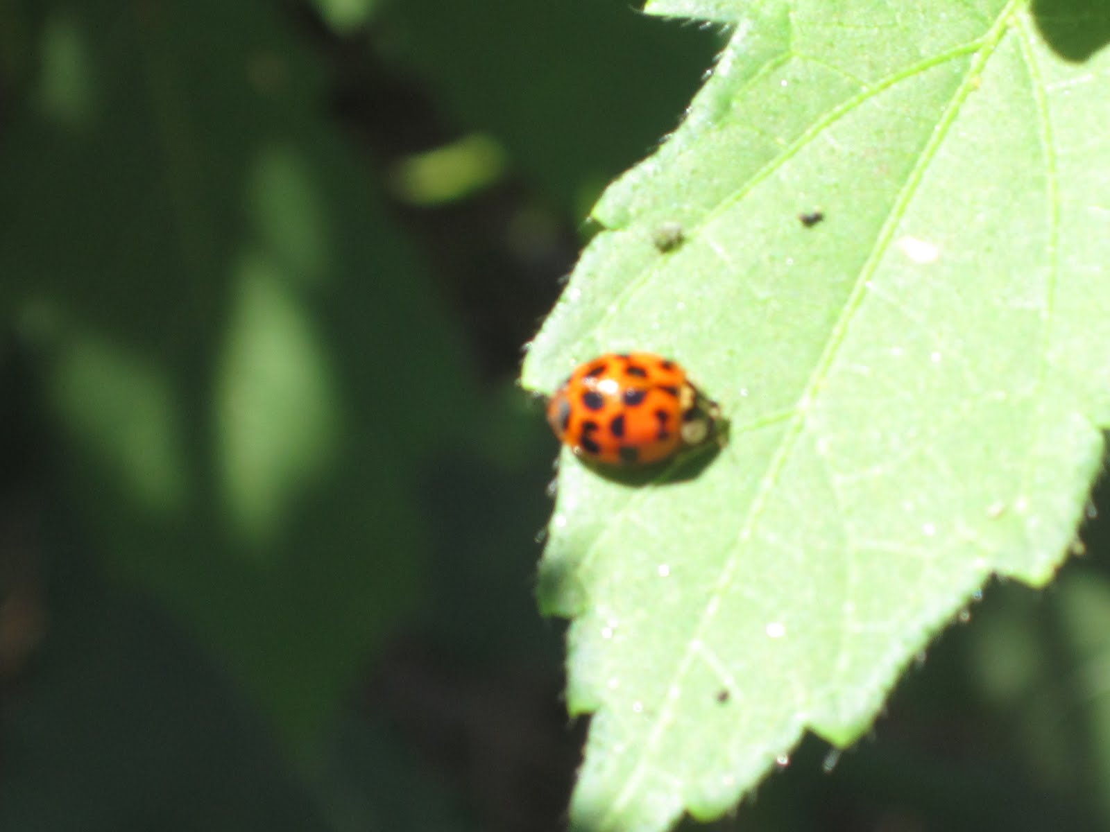 Growing Our Own: Enough Calories for a Year: Baby Fig Trees and ...