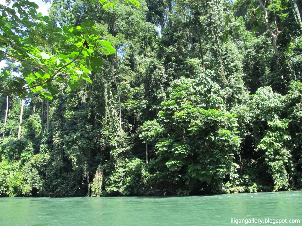 Snapshots of Iligan: NPC Forest at NPC Nature's Park, Barangay Maria ...