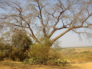Adventures in Africa: Marula and Baobab trees