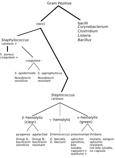 Microbiology Mcqs Post graduation entrance preparation: 28 - Gram ...