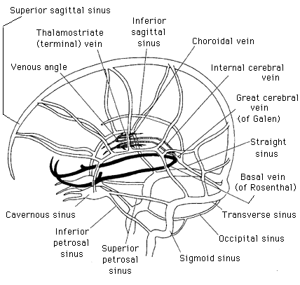 MEDICAL IMAGES: Venous sinuses of Brain