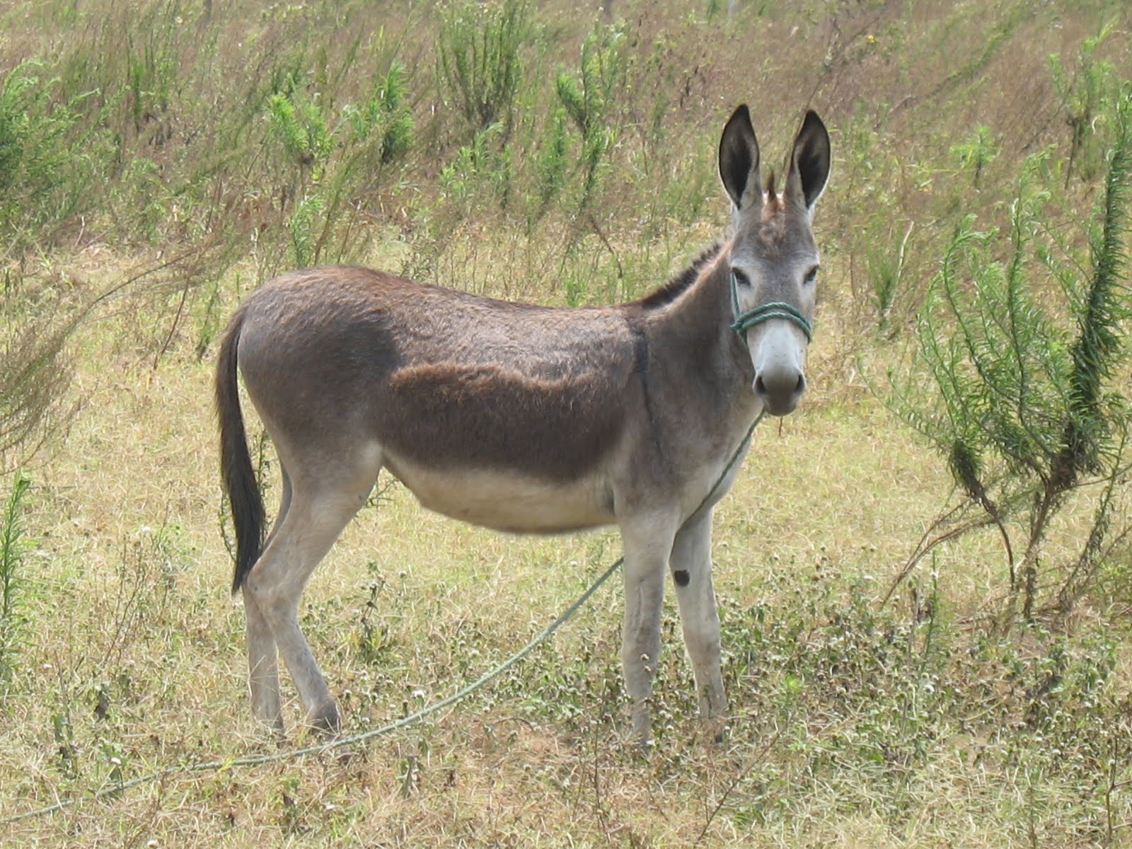 Para No Hacerte Largo El Cuento: Otra cápsula antropológica