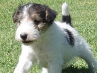Todo Perros: Fox Terrier