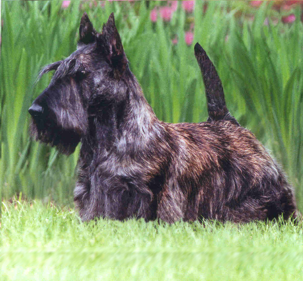 Todo Perros: Scottish Terrier