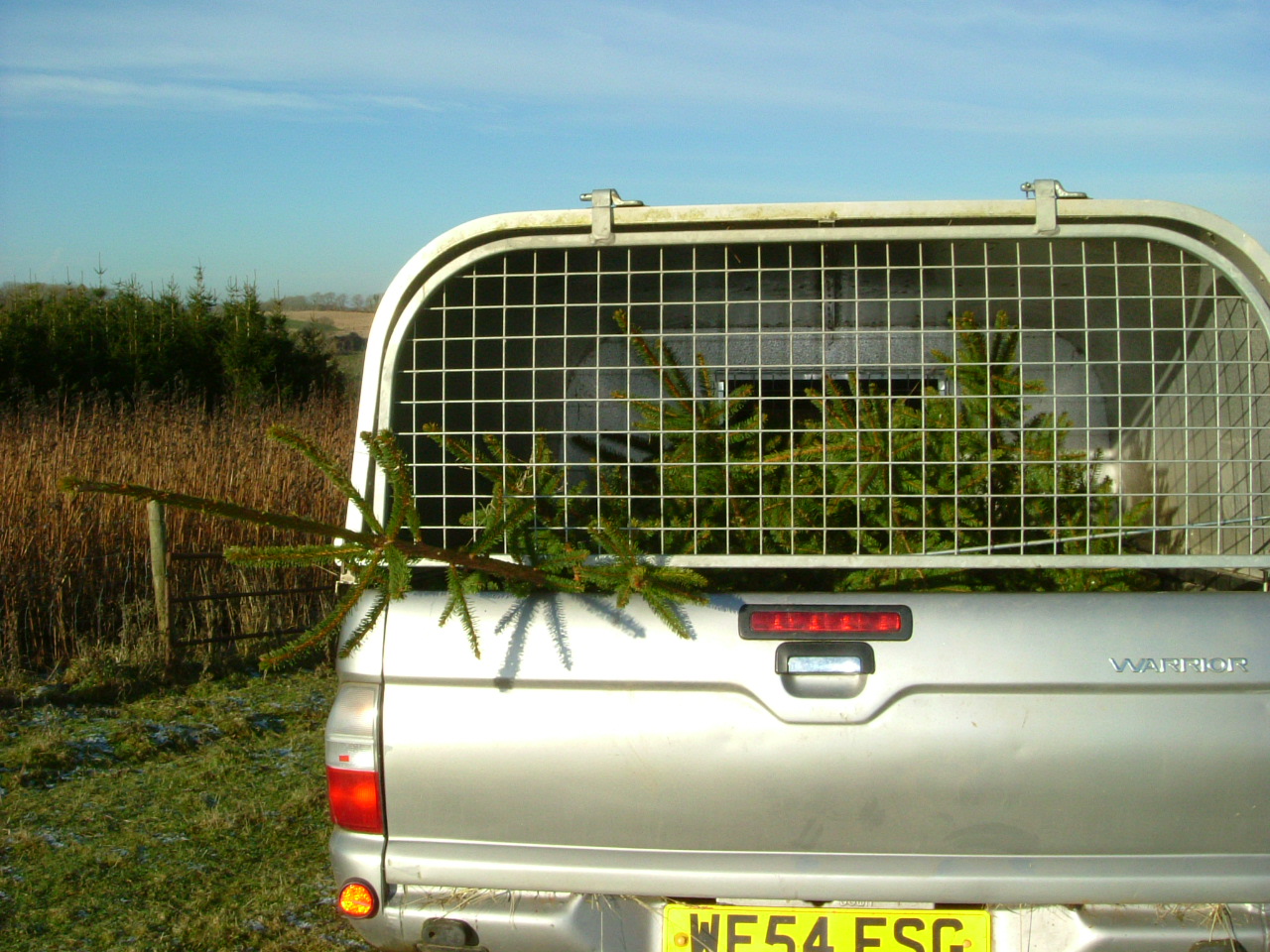 Milkweed & Teasel: Harvesting the Christmas Tree
