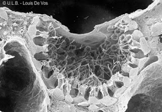 Ciencias Biológicas: Poríferos