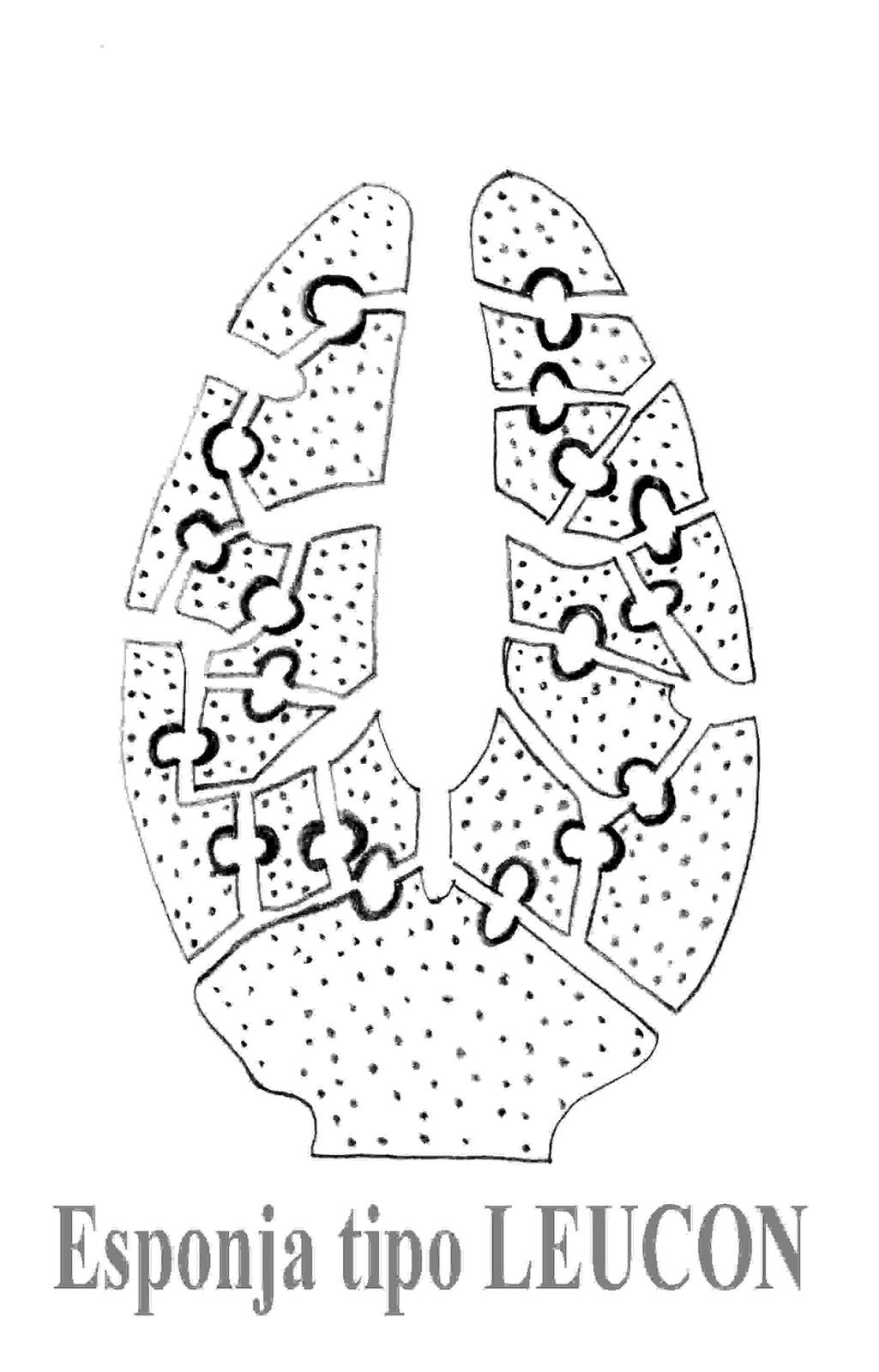 Ciencias Biológicas: Poríferos