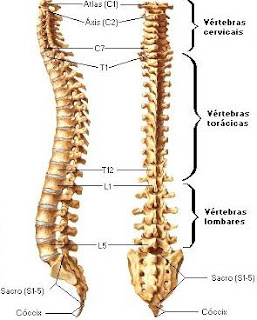 Conheça sua Coluna: A coluna e suas curvaturas