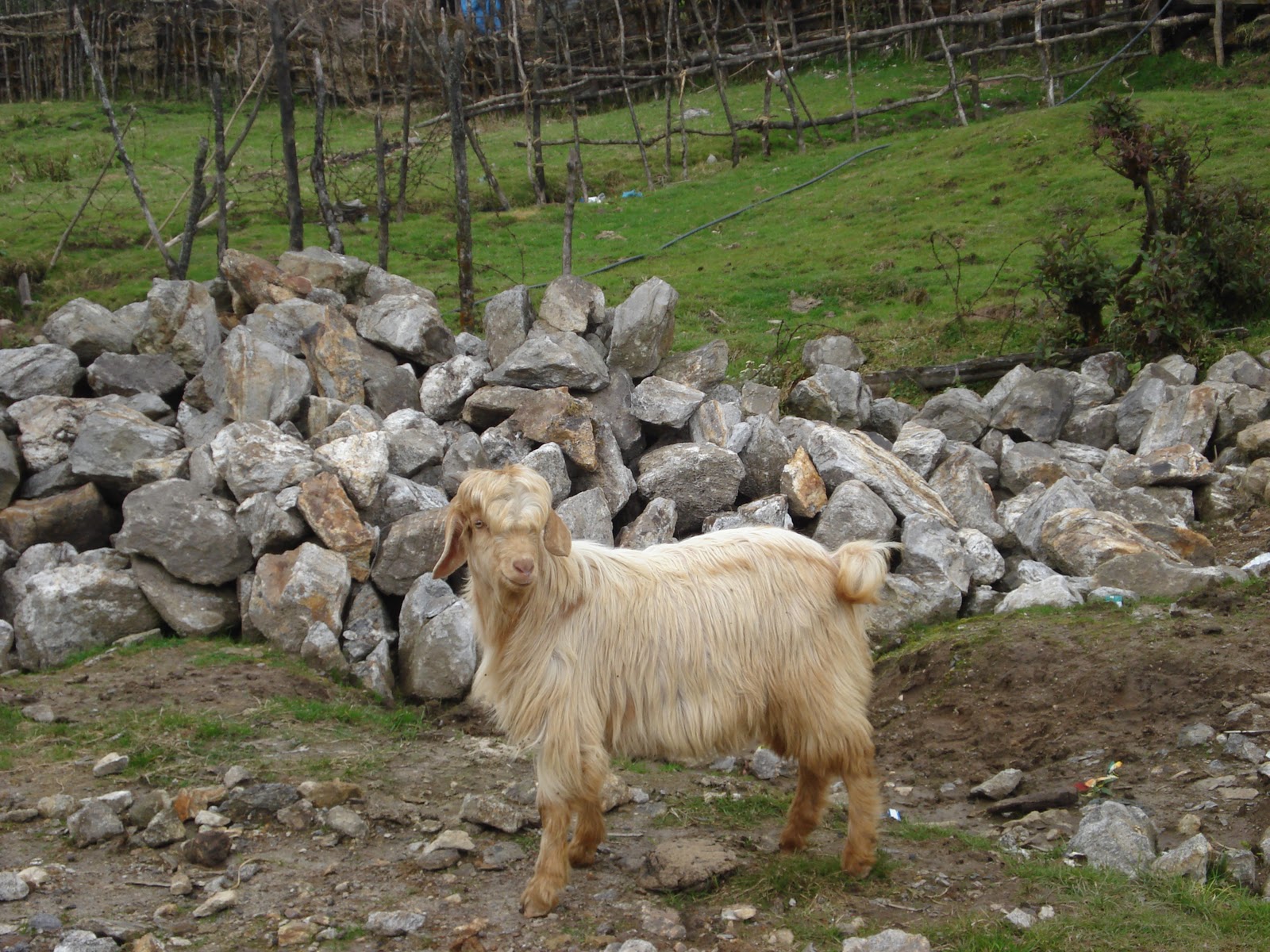 Online Article: Sandakphu Trekking with photos [Manebhanjan -> Tumling ...