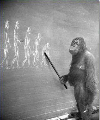 Curious, Funny Photos / Pictures: The whole truth about the evolution ...
