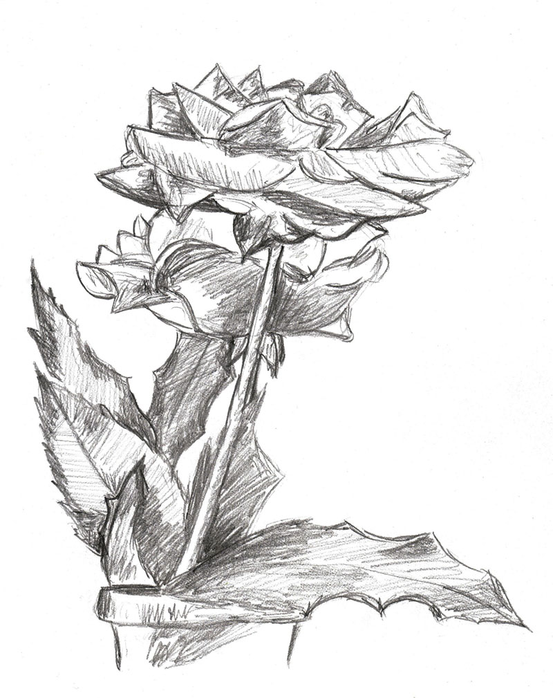 mytown217: Two roses