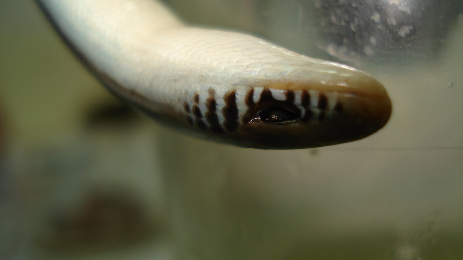 Biología Animal: Clase Reptilia (Ofidios Completado!!!!)