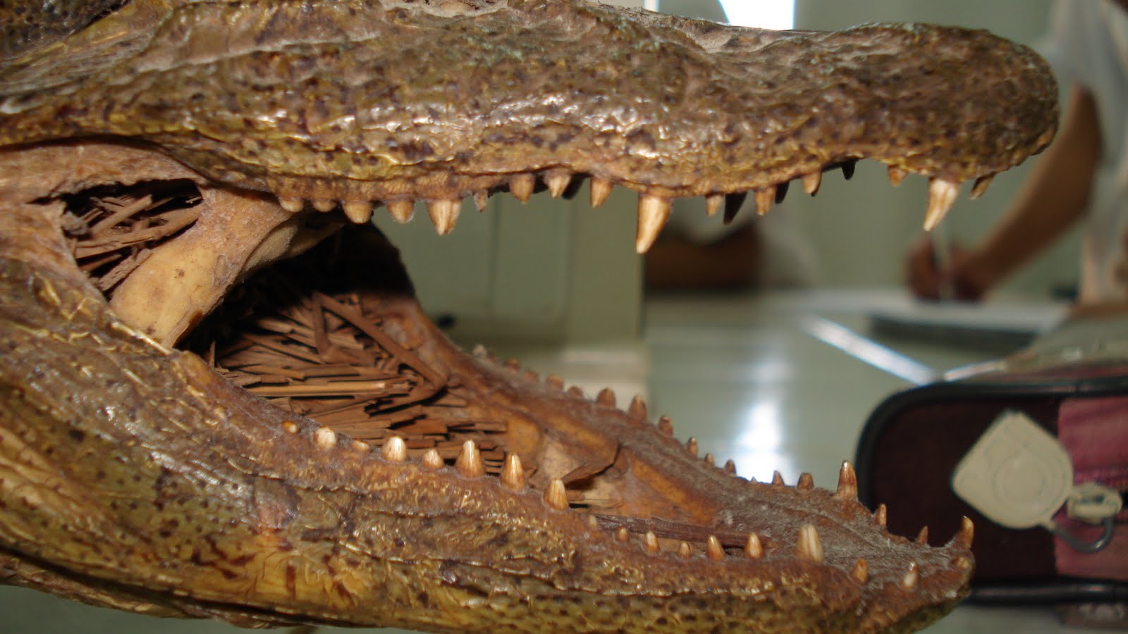 Biología Animal: Clase Reptilia (Ofidios Completado!!!!)