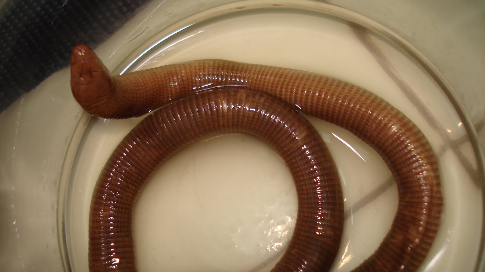 Biología Animal: Clase Reptilia (Ofidios Completado!!!!)