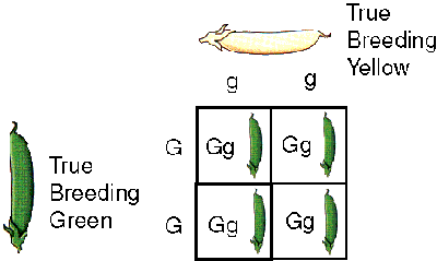 Splice | hybrid font: Mendel's Law of segregation | Gene Transmission