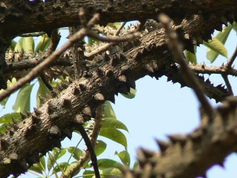 08 Jun 2010, pagi :: Poko-Pokok Berduri :: 9 F@g