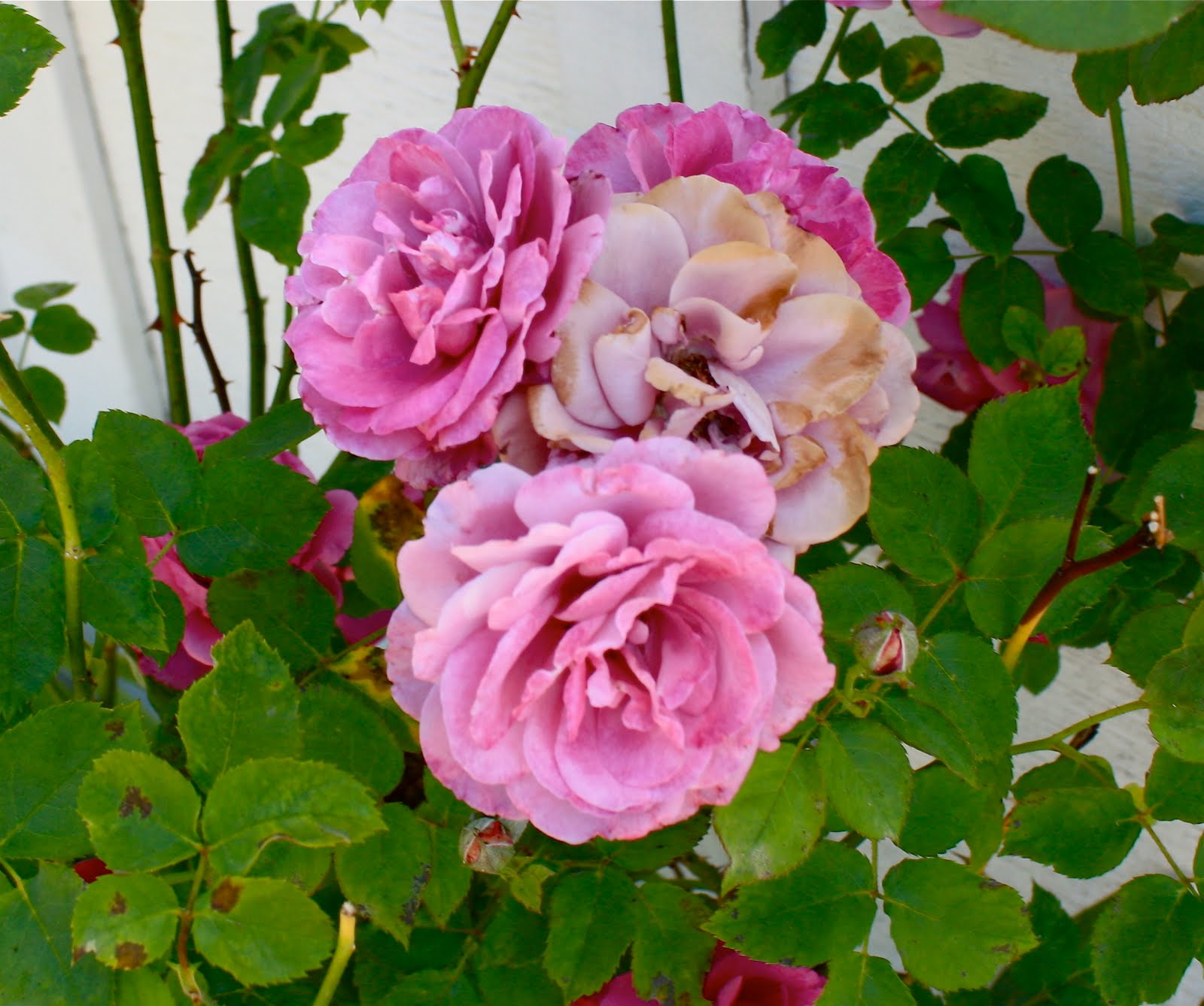 THE CITIZEN ROSEBUD: country ROSE