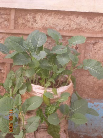 Pat's Kenyan Adventures: How to plant a gunia shamba - 6 easy steps.