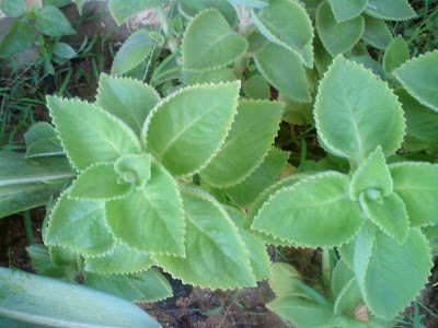 Laman Agro @ Sains Pertanian: Bangun-bangun.. ubat batuk