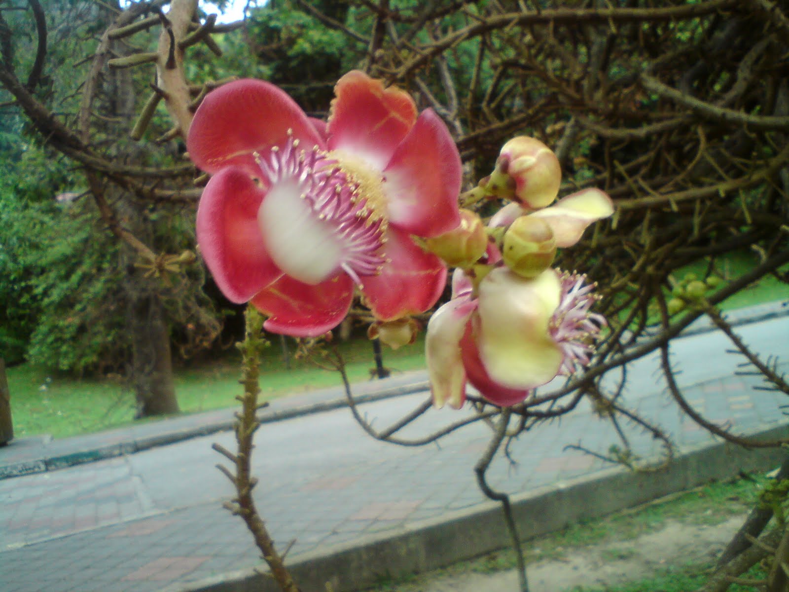 pokok herba,bunga, ulaman dan segala jenis tumbuhan: cannon ball tree