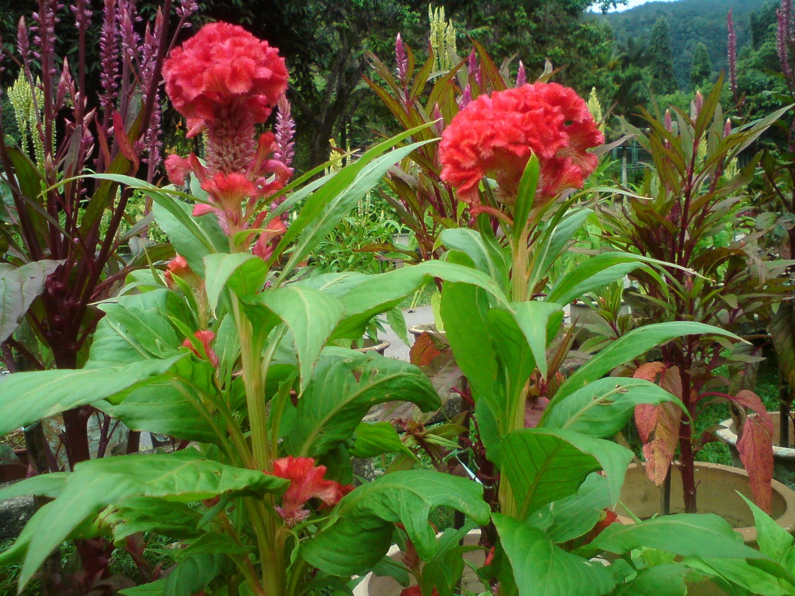 pokok herba,bunga, ulaman dan segala jenis tumbuhan: bunga balong ayam