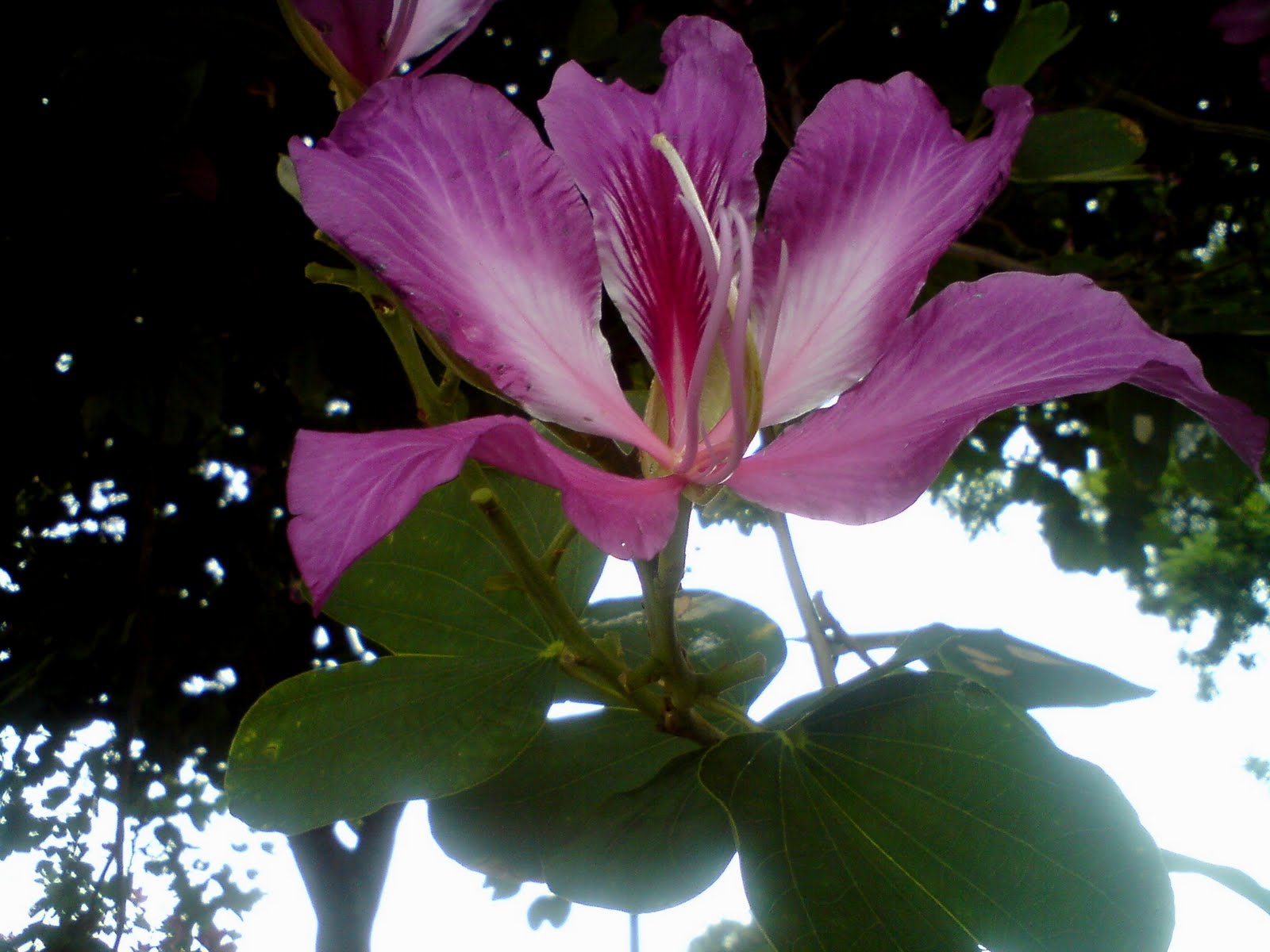 pokok herba,bunga, ulaman dan segala jenis tumbuhan: Bauhinia blakeana
