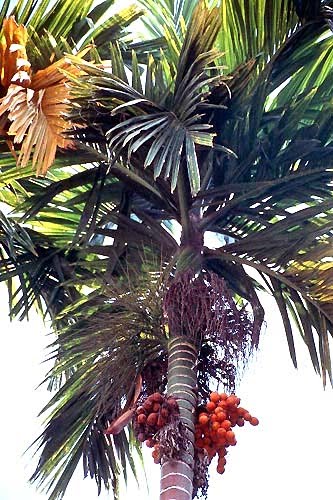 pokok herba,bunga, ulaman dan segala jenis tumbuhan: pokok pinang