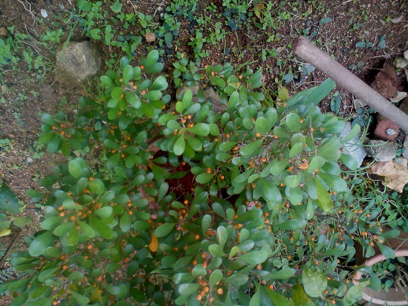 pokok herba,bunga, ulaman dan segala jenis tumbuhan