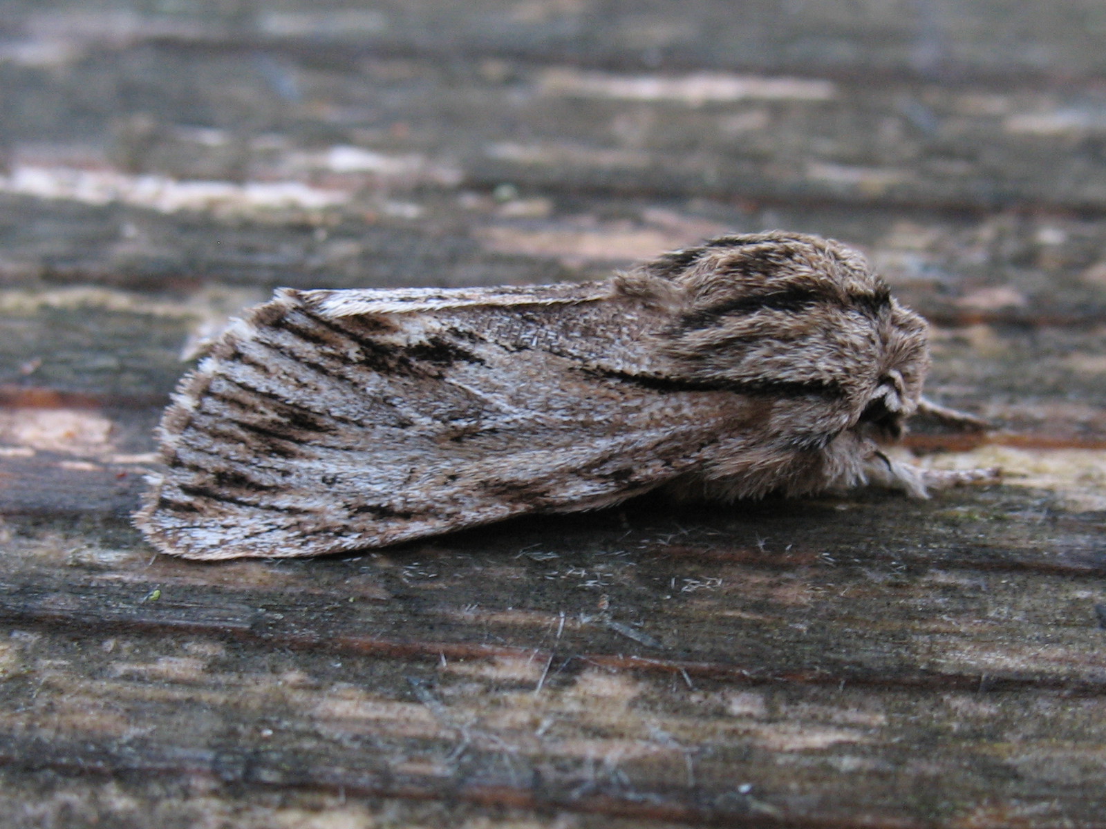 Blashford Lakes Wildlife Reserve: November 2010
