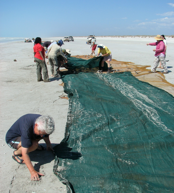 The Shorebird Project: Australia - Large-mesh Cannon Nets - 80 Mile ...