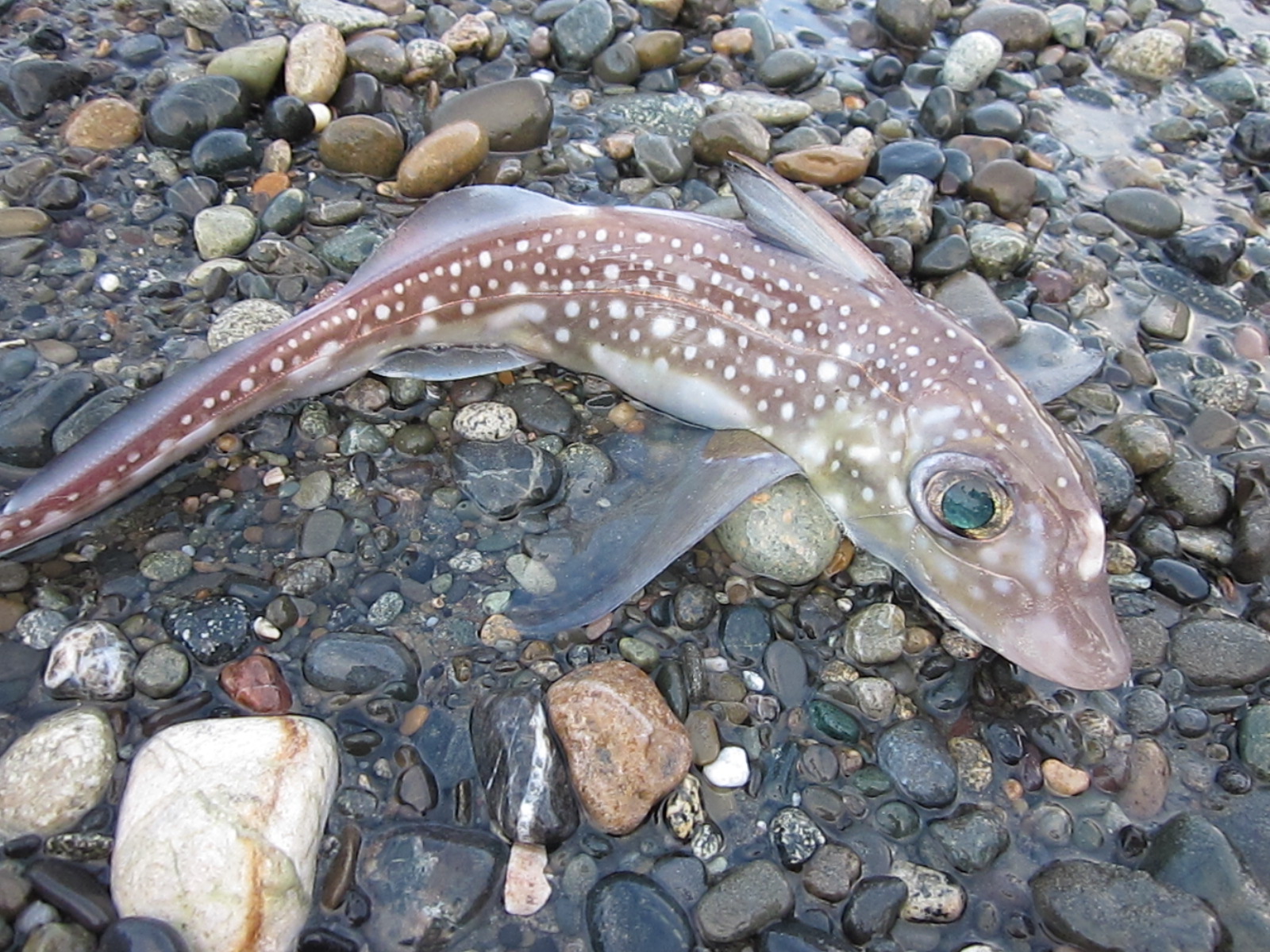 Meandering Washington: December 2010