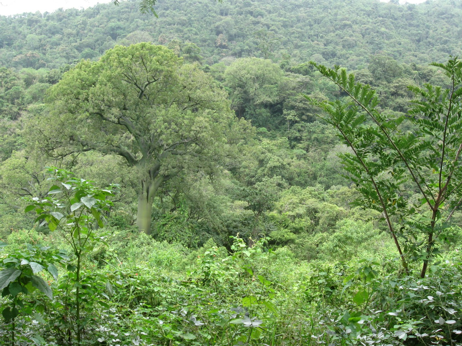 Reserva Nacional de Tumbes: "Un paraíso inimaginable en Tumbes"