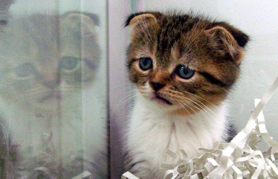 Follow Your Muse: Poor Kitty